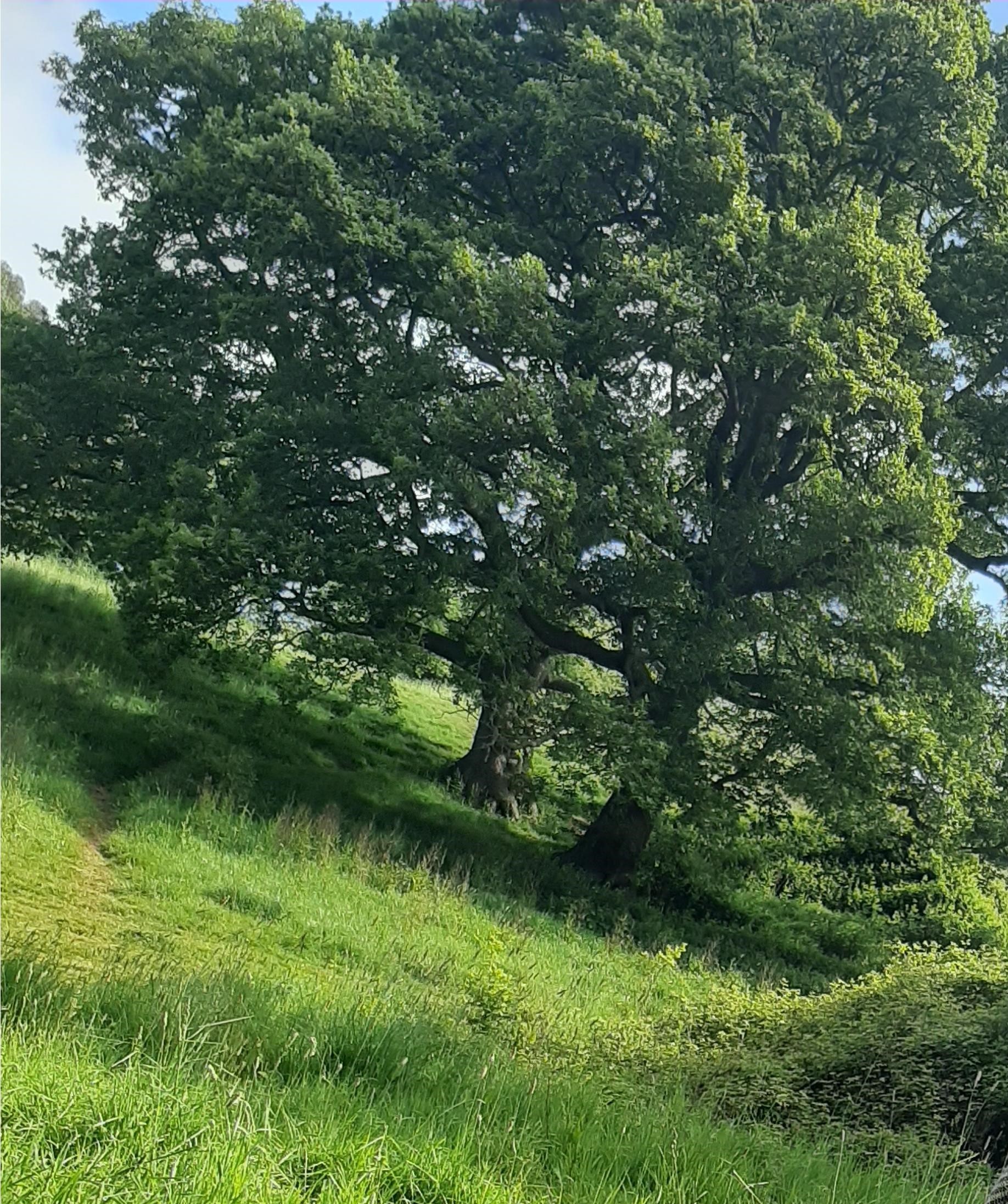 Audio walks for Hoopern Valley – Expanded Dramaturgies